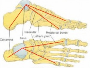 Understanding the Foot Tripod: The Secret to Overcoming Foot Problems ...